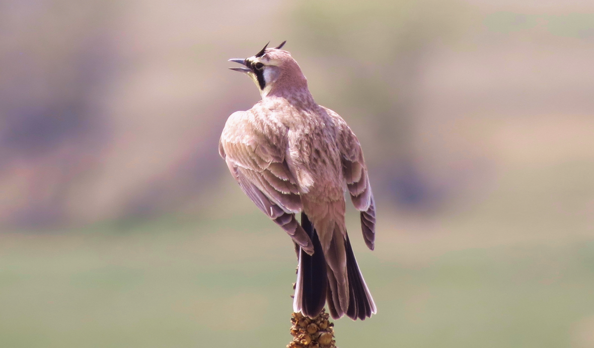 ALAUDARK - Desert Lover of the High Mountains